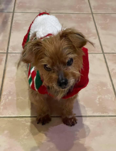 IN LOVING MEMORY OF ZEN FROM HIS BELOVED PARENTS | Destiny For Dogs ...