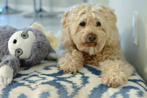 Destiny For Dogs, Not-for-Profit 501 (c)(3) | Rescue – Assistance ...