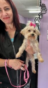 Destiny For Dogs, Not-for-Profit 501 (c)(3) | Rescue – Assistance ...