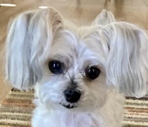 Caleb Is Missed | Destiny For Dogs, Not-for-Profit 501 (c)(3)